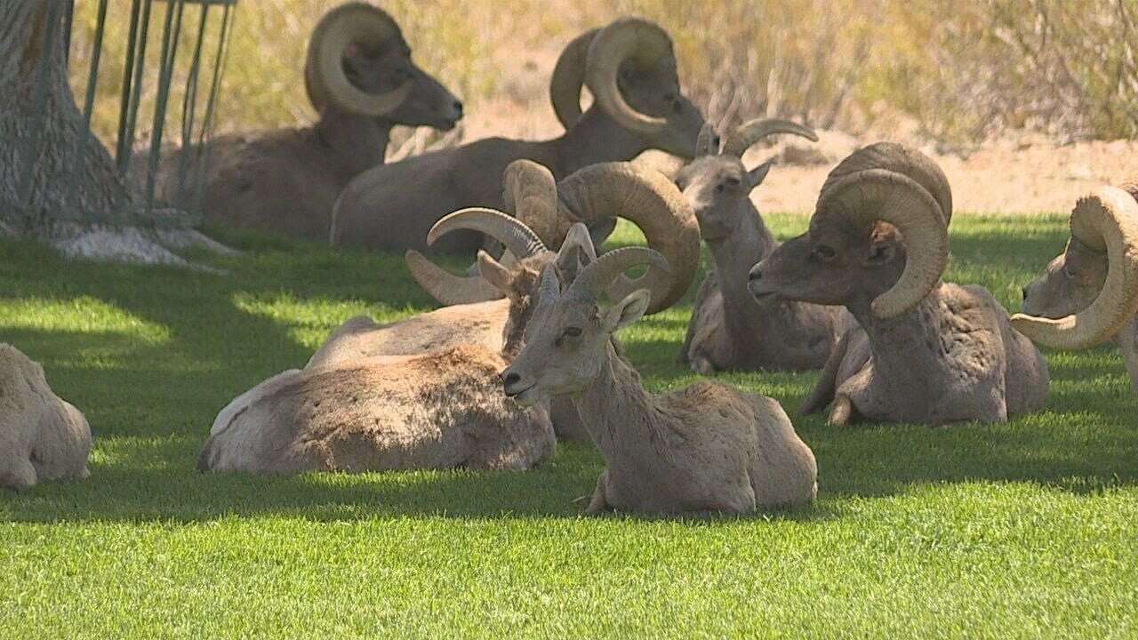 Boulder City launches ‘Ram Cam’ livestream of bighorn sheep at local ...