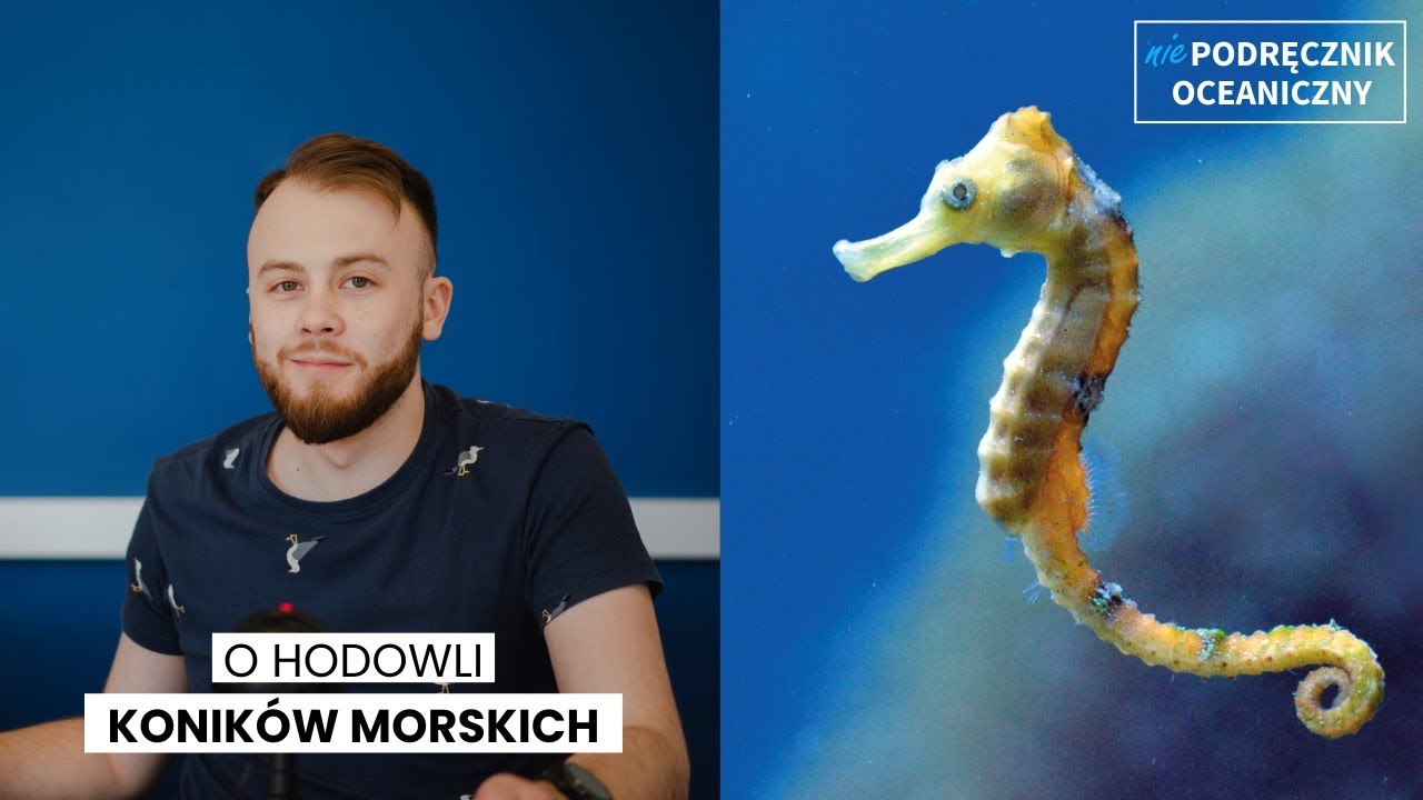 O hodowli koników morskich || Niepodręcznik Oceaniczny, odc. 168 - YouTube