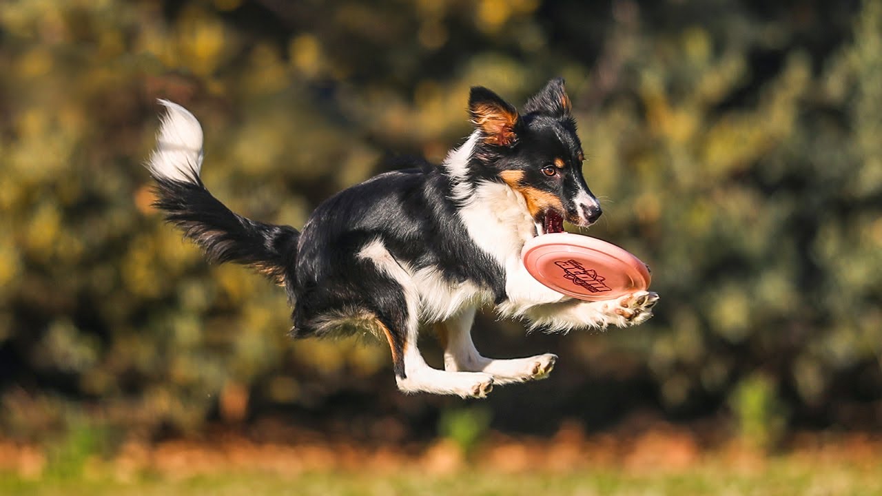 Flare Puppy Disc & Agility Training (March 2021) - YouTube