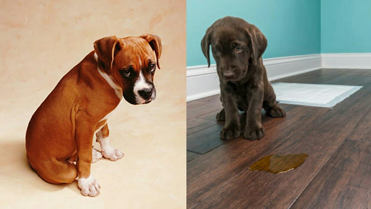 Guilty DOG Face Reaction - Compilation - Feb 2020 - YouTube