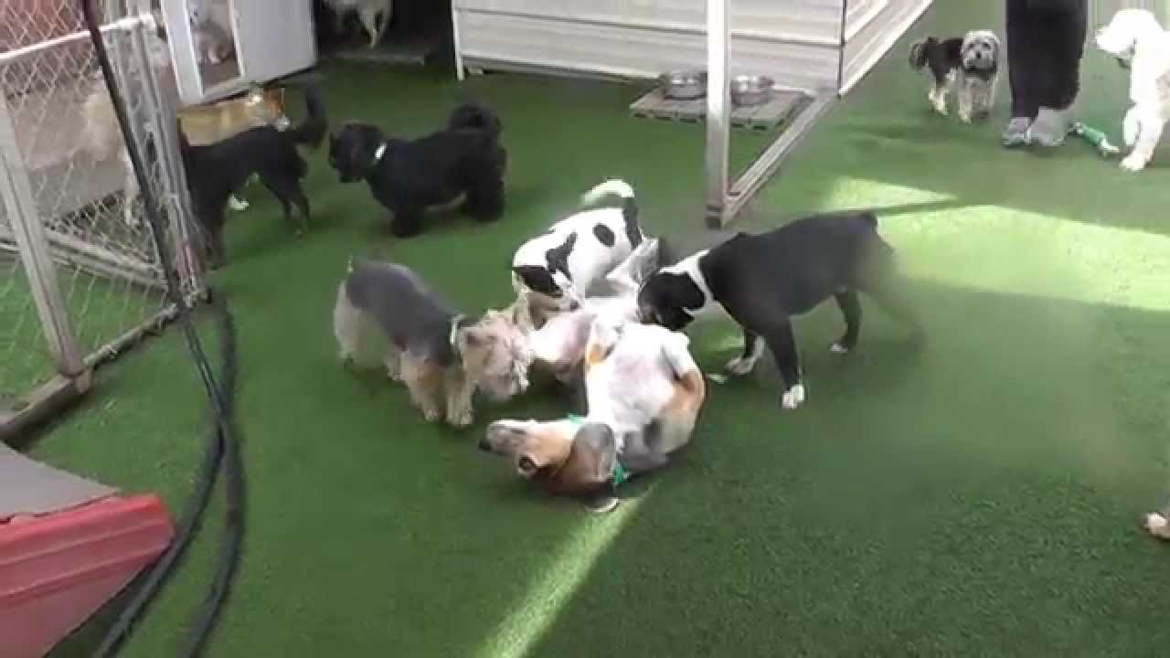RED ROCK LITTLE DOGS March 17, 2015 - YouTube