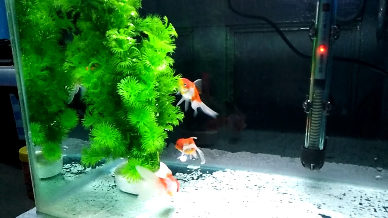 Gold Fish ka Fanda - YouTube