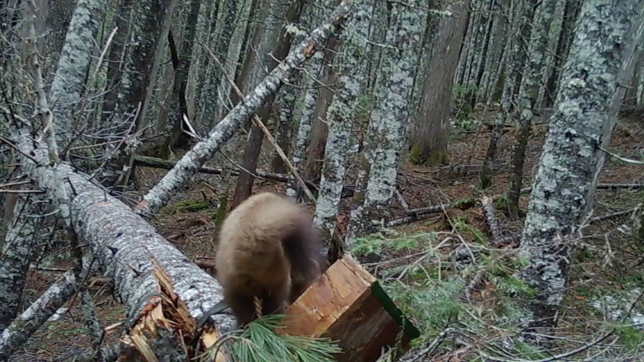 Pine Marten running off in the forest - YouTube