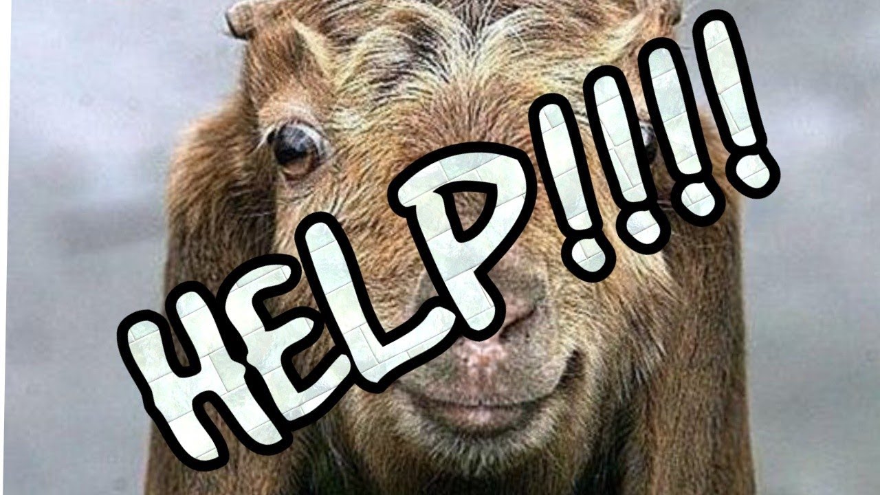 Hilarious Goat asks for HELP after he falls over - YouTube