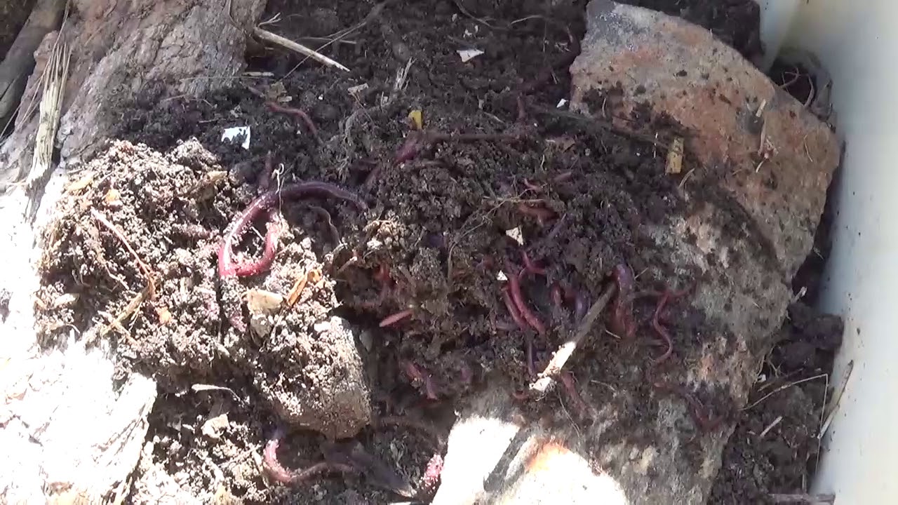 Crescătorie de râme din frigider reciclat | Cum obținem humusul de râme ...