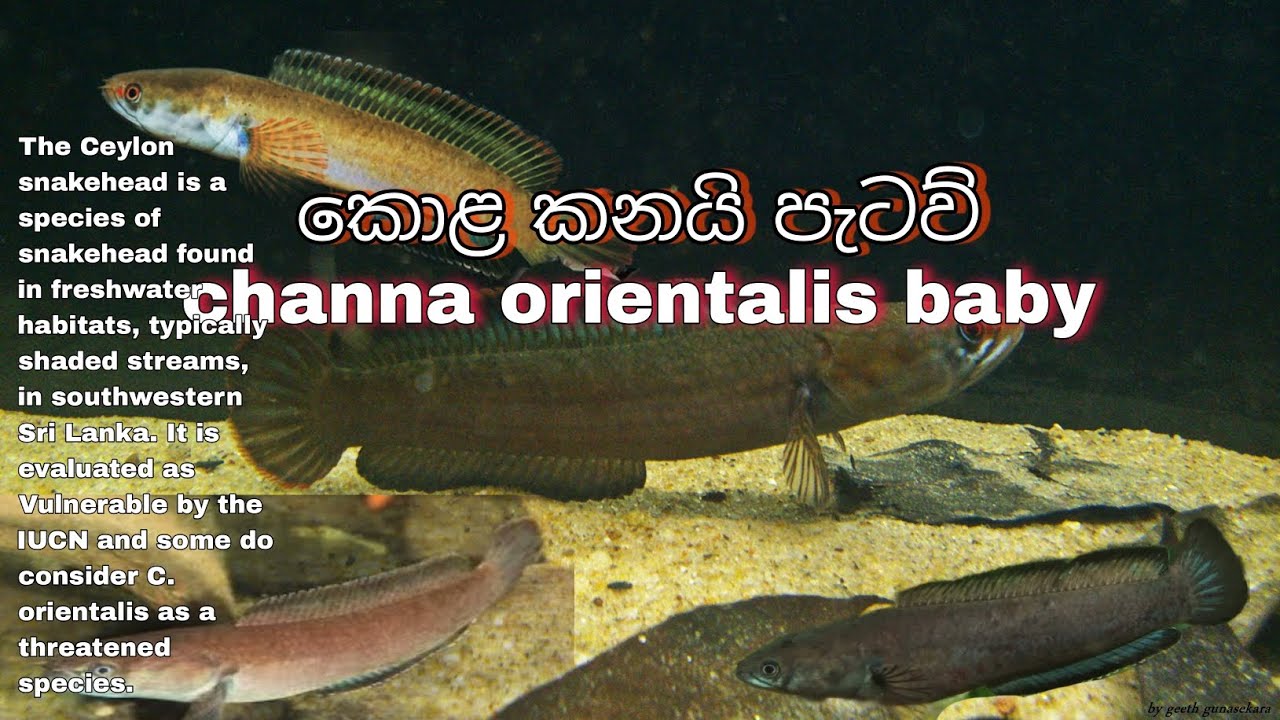 The Ceylon snakehead,channa orientalis,කොල කනයි පැටව්දාලා😍 - YouTube