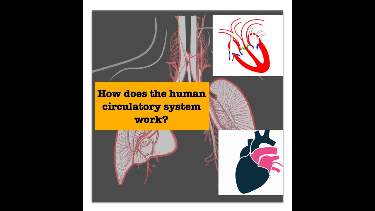 How does the human circulatory system work? - YouTube