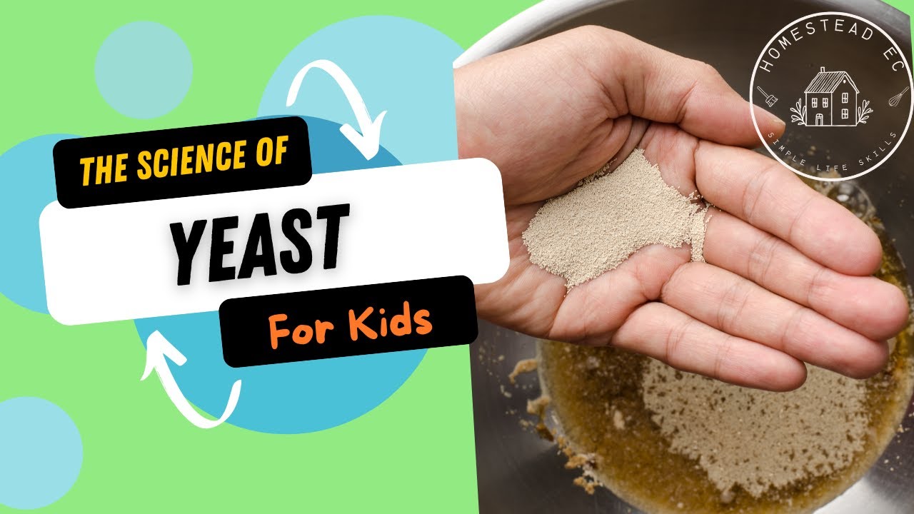 The Science of Yeast | How Yeast Works in Bread-Making - YouTube