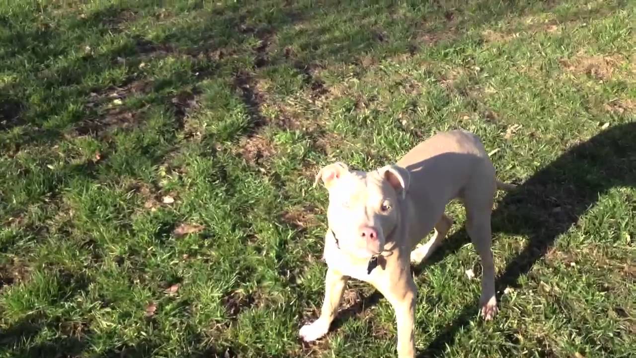 7 month old pitbull "Roman" playing in the yard - YouTube
