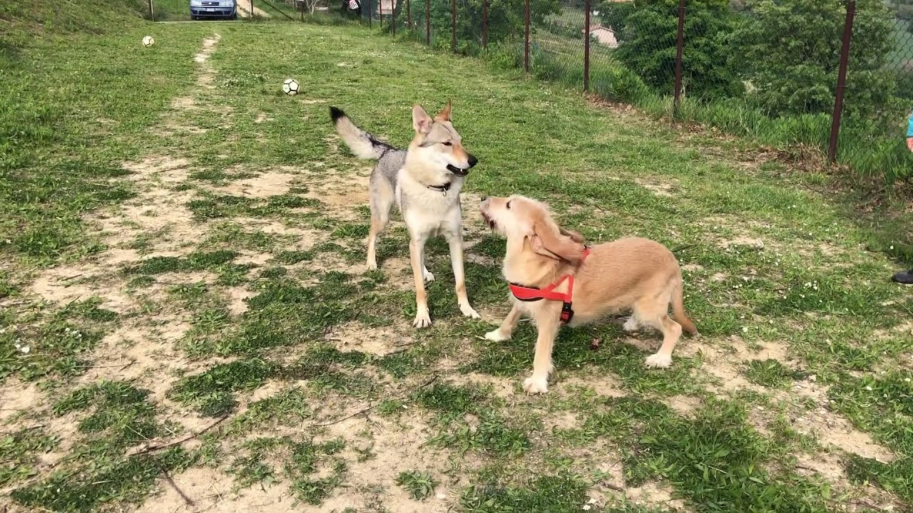 hound attacks wolf... dog ;-) segugio attacca lupo! - YouTube