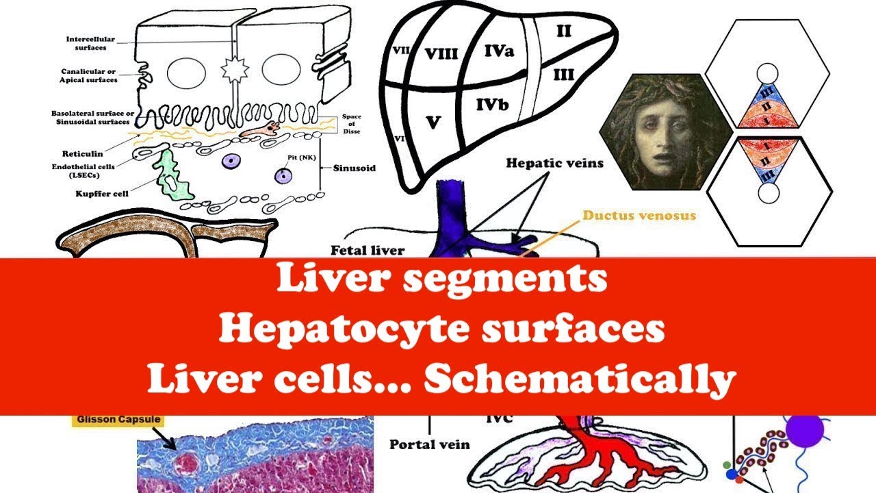 Liver Anatomy, The hepatic acinus, Hepatocyte surfaces, Liver cells ...