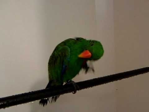 Kiwi 8 months showering