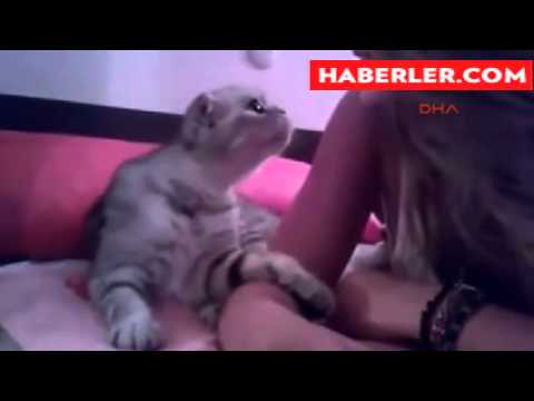Öpüşmek isteyen kedi