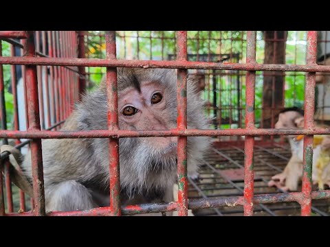 MEMBERIKAN CEMILAN UNTUK SEMUA PENGHUNI KANDANG PRIMATA BEKASI - YouTube