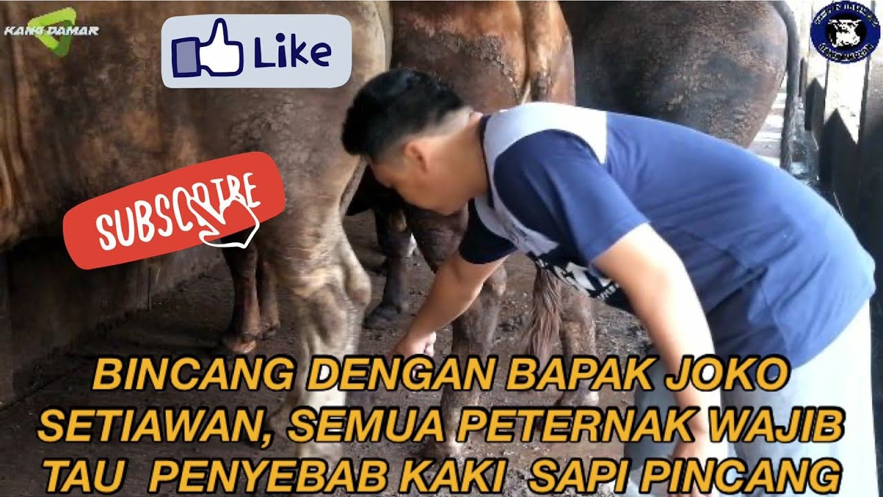 SELURUH PETERNAK INDONESIA WAJIB TAHU PENYEBAB KAKI SAPI MUDAH PINCANG ...