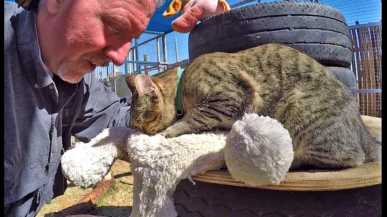 Rescued African WildCat Purrs & Kneads Stuffed Toy Teddy Bear | Cuddles ...