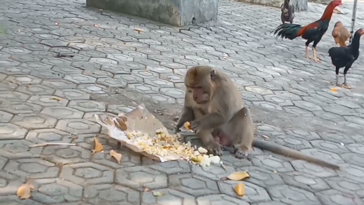 MONYET MAKAN NASI. - YouTube