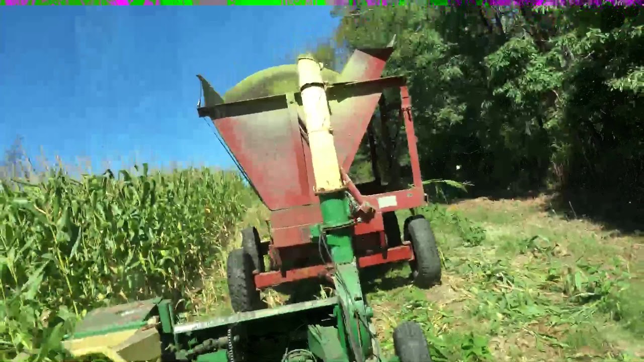 Corn silage chopping - YouTube