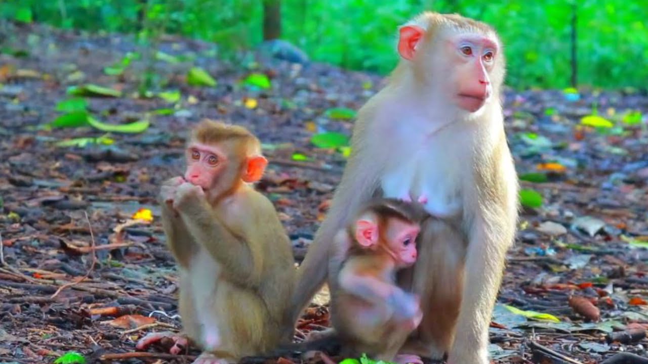 Abandoned Little Monkey Zury Play With Loy | Amazing Short - YouTube