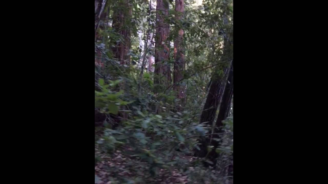 Hearing branches snapping in the forest - YouTube