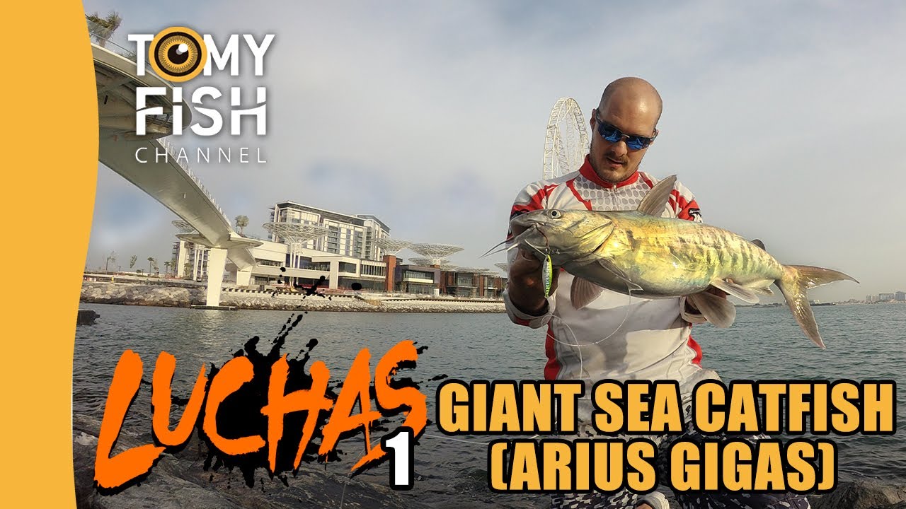 Pez Gato de mar en Dubai(Giant sea catfish)). 🥷🏻LUCHAS DE PESCA 1 - YouTube