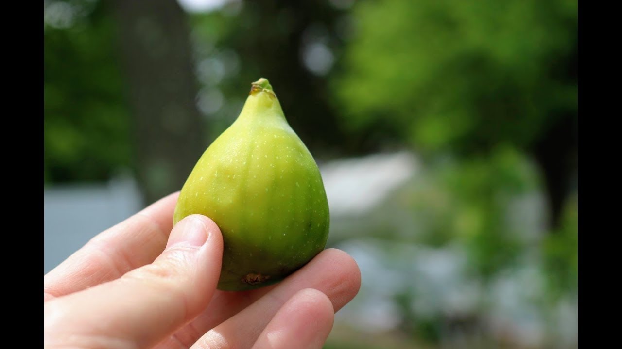 First Breba Fig of 2020 + Ways to Increase Breba Production - YouTube