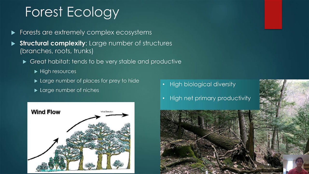Chapter 9 Introduction to Forests - YouTube