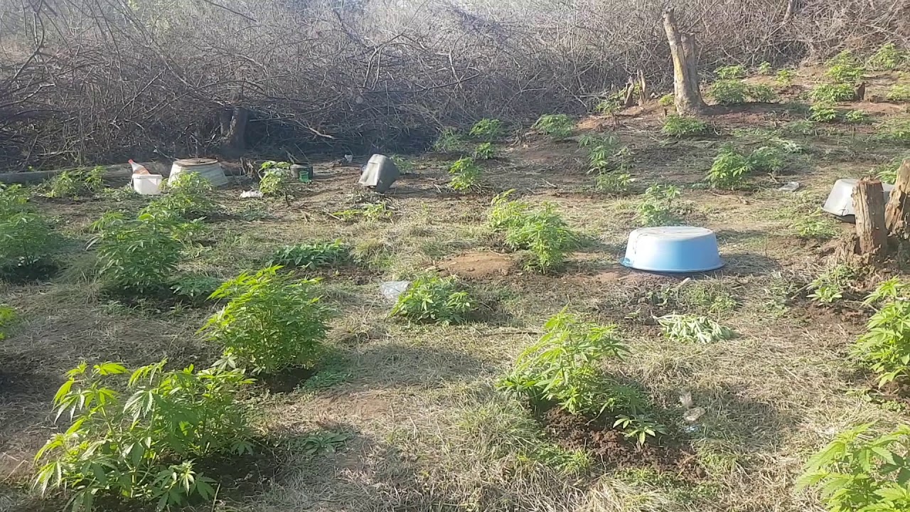Swaziland Local Farm Visit, 2020 - YouTube