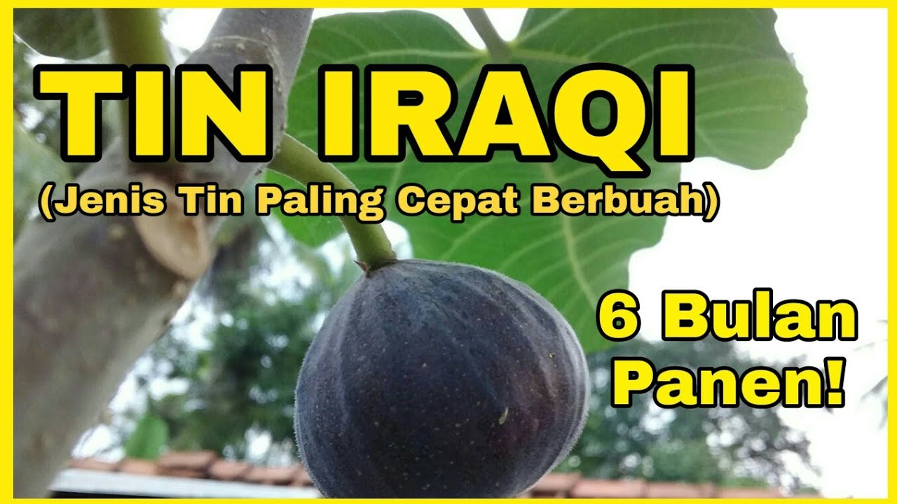 Buah Tin Iraqi (Iraqi Fig) | Jenis Tin yang Paling Cepat Berbuah! - YouTube