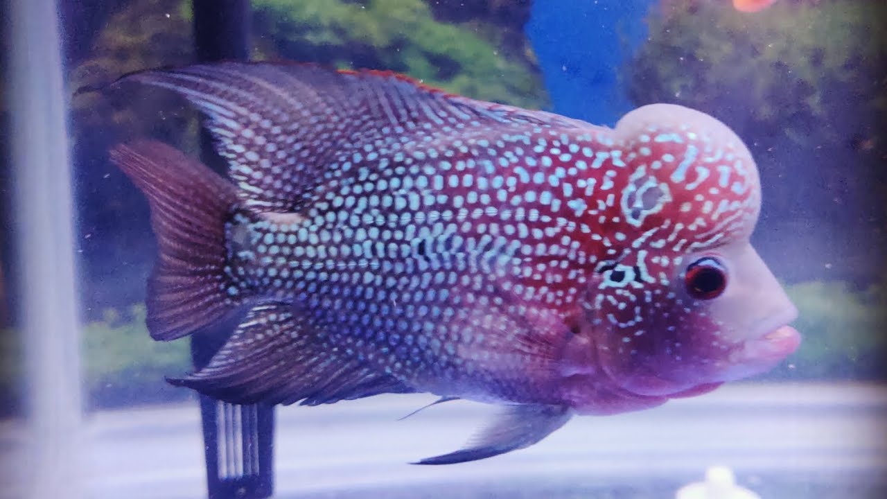 New Variety Fishes | June stock | 14-06-23 | Sai fish Aquarium | - YouTube