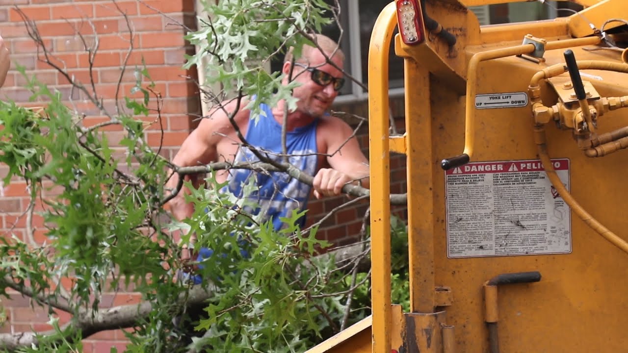 Removing fallen tree from home - YouTube