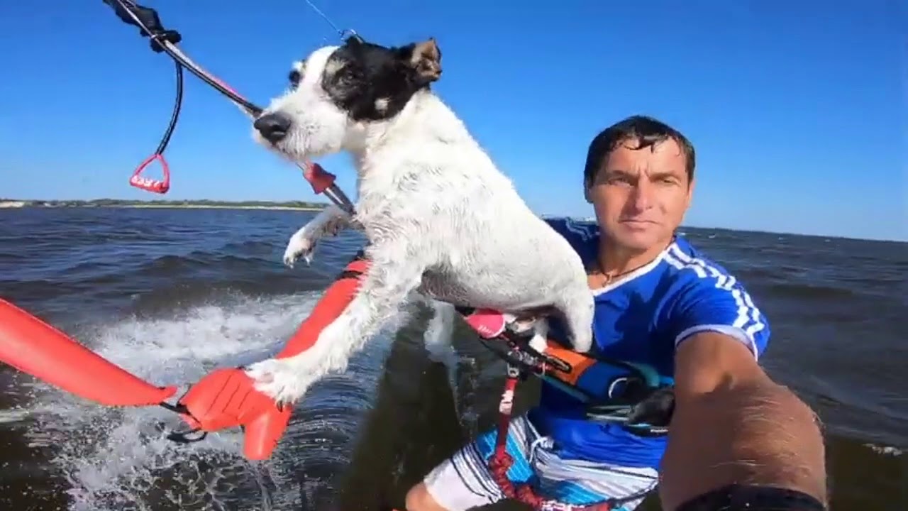 The Kitesurfing Dog - YouTube