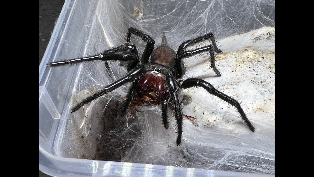 The Funnel Web Project - YouTube