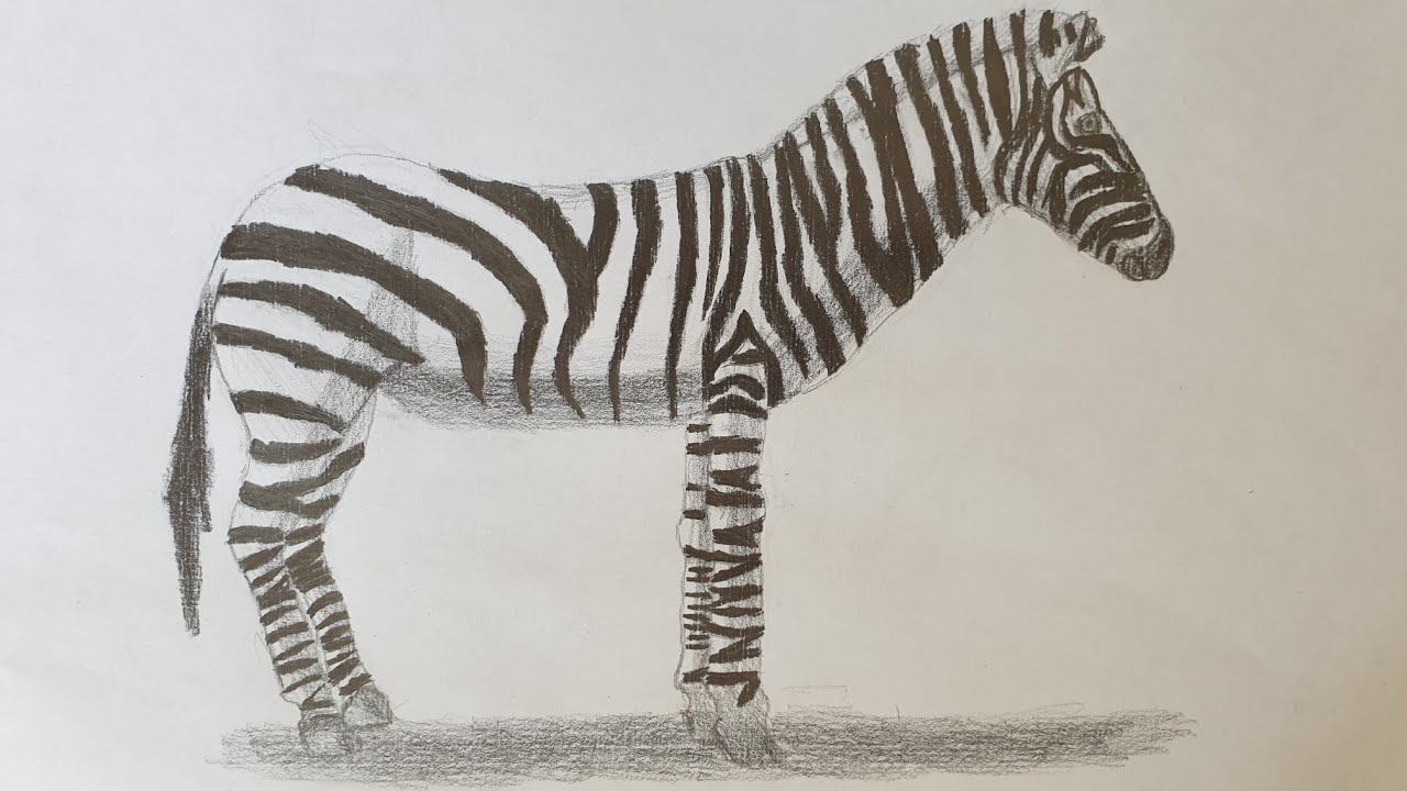 Cum desenez o Zebră 🦓 | Desene în creion | - YouTube