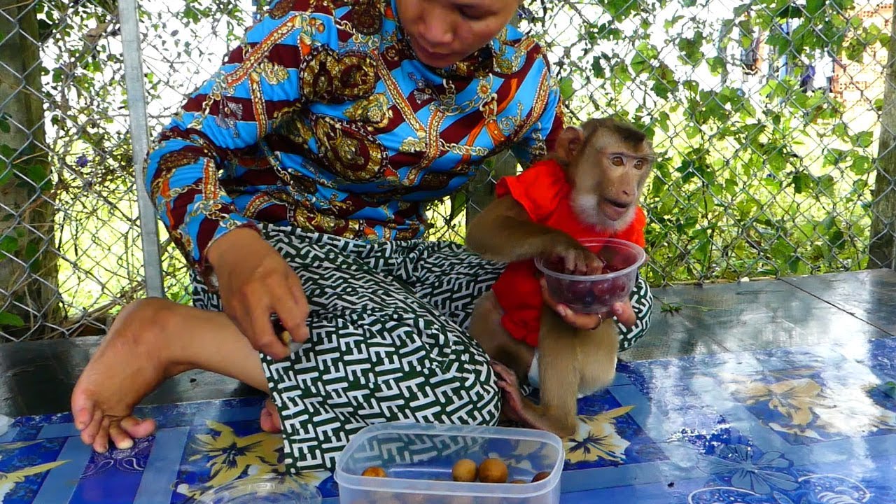 Mom giving fruit for beloved monkey Ella in her room play she is so ...