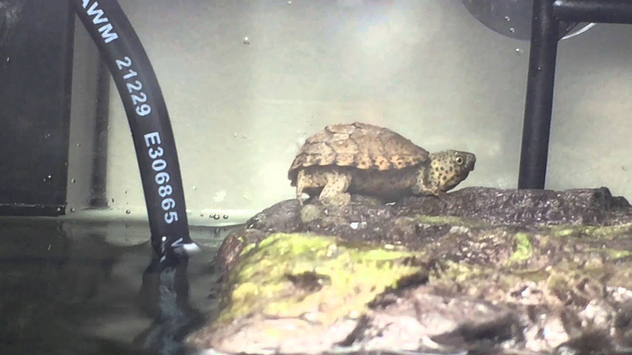 razorback musk turtle basking - YouTube