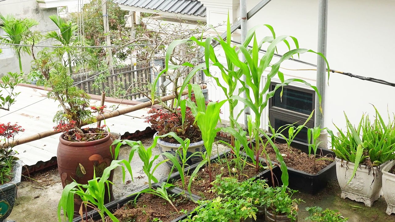 The BEST Way to Grow CORN on a Small Terrace - YouTube