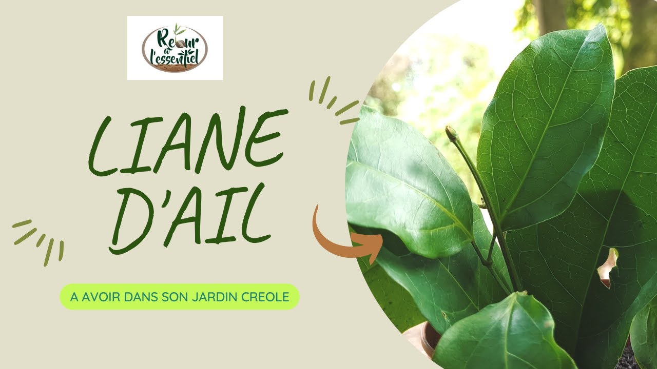 La LIANE D'AIL ou LIPPIA DULCIS une plante méconnue du jardin créole ...