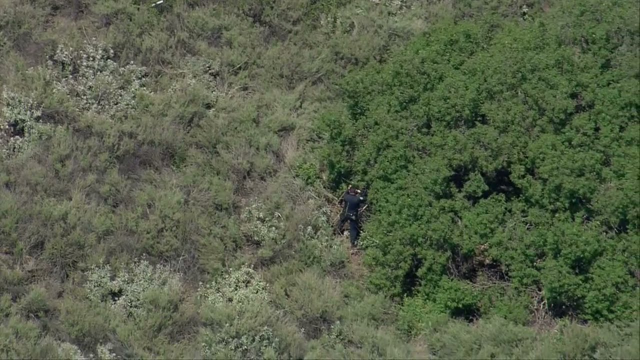 Police K9 takes down pursuit suspect hiding in bushes in San Antonio ...