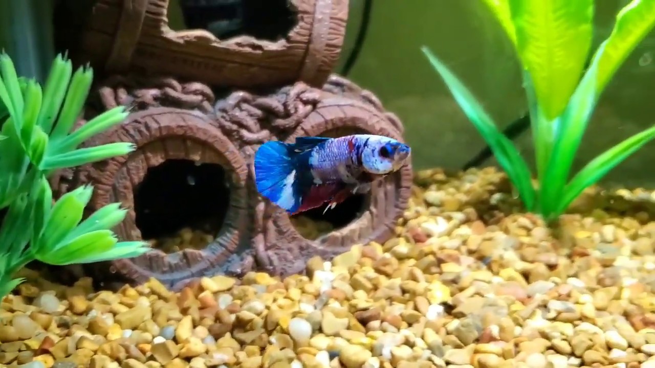 (Betta fish)"Betta Fish Galaxy Update"(December 2019) - YouTube