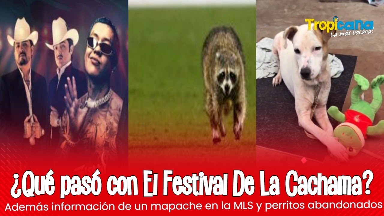 ¿Qué pasó con el Festival de La Cachama?. - YouTube