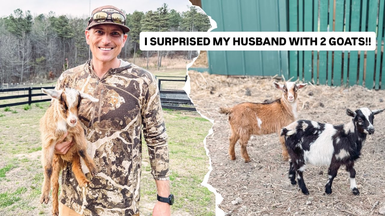 SURPRISE GOATS! - YouTube
