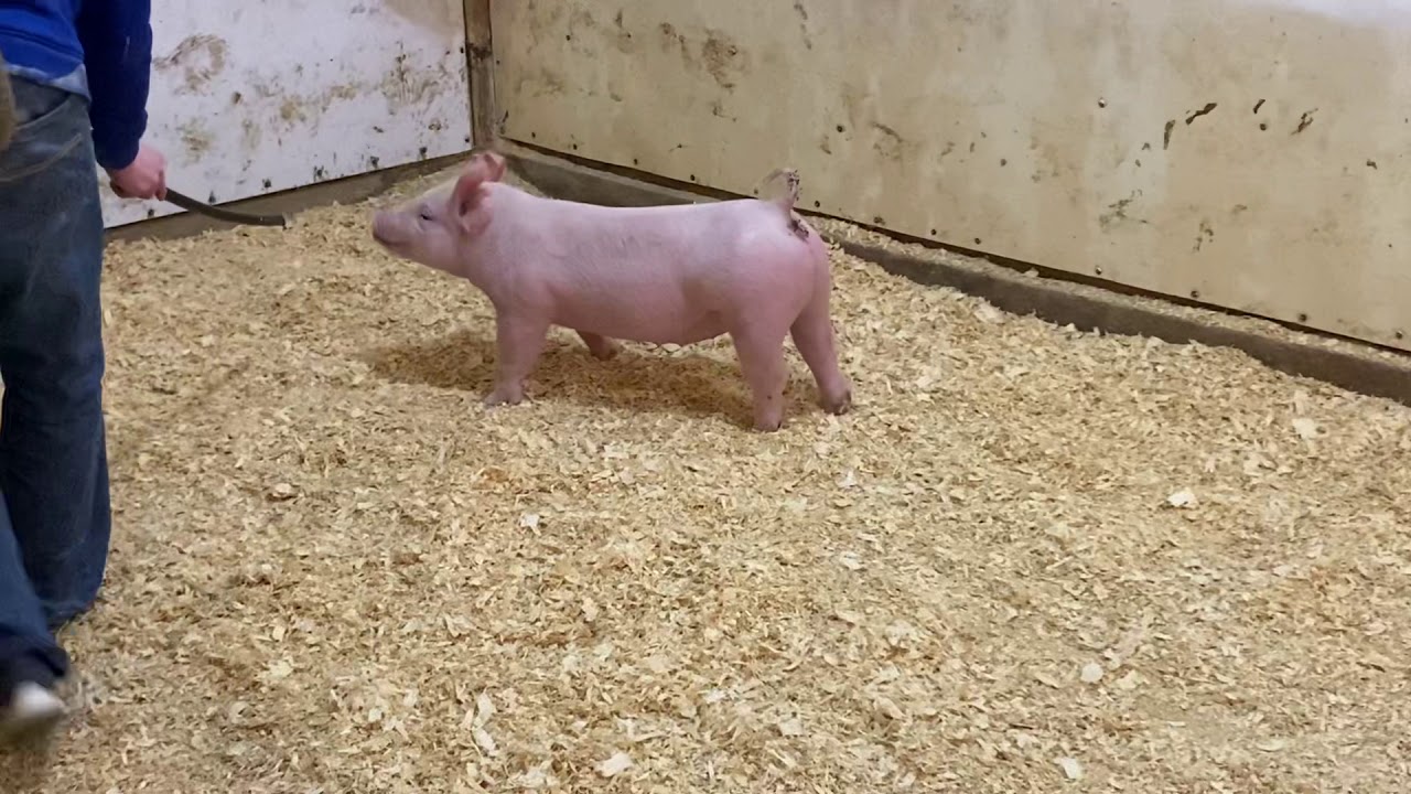 54-6 York gilt - YouTube