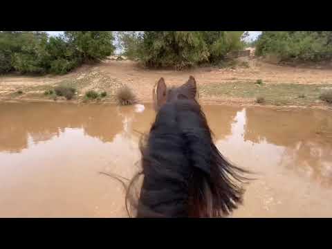 Quarantine routine with horse at morocco اجي تشوف روتيني اليومي مع الخيول البربرية في الحجر الصحي