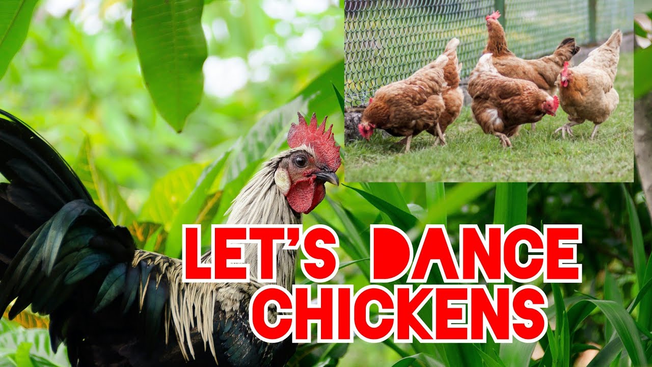 chickens dance together | Roosters - YouTube