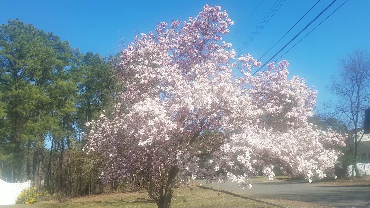 Two minutes with a Magnolia. A peaceful exercise. - YouTube