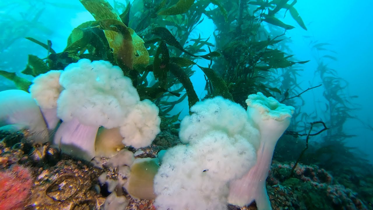 My 100th dive! - Kelp Forest Scuba Diving at McAbee Pinnacle, Monterey ...