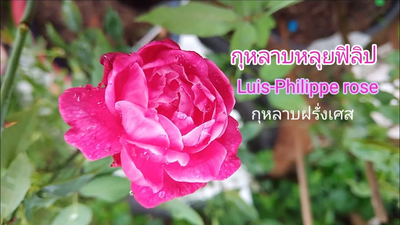 EP28 กุหลาบหลุยฟิลิป Louis Philippe rose - YouTube