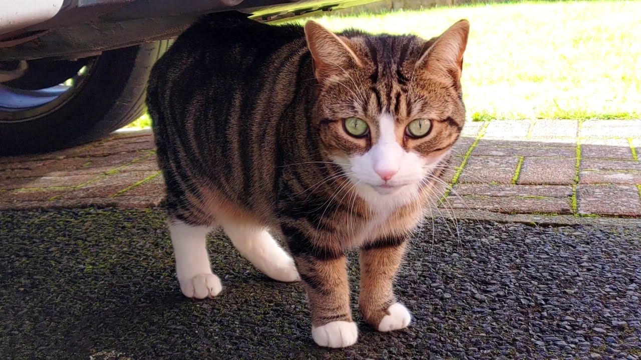 Beautiful Neighbourhood Cats - YouTube