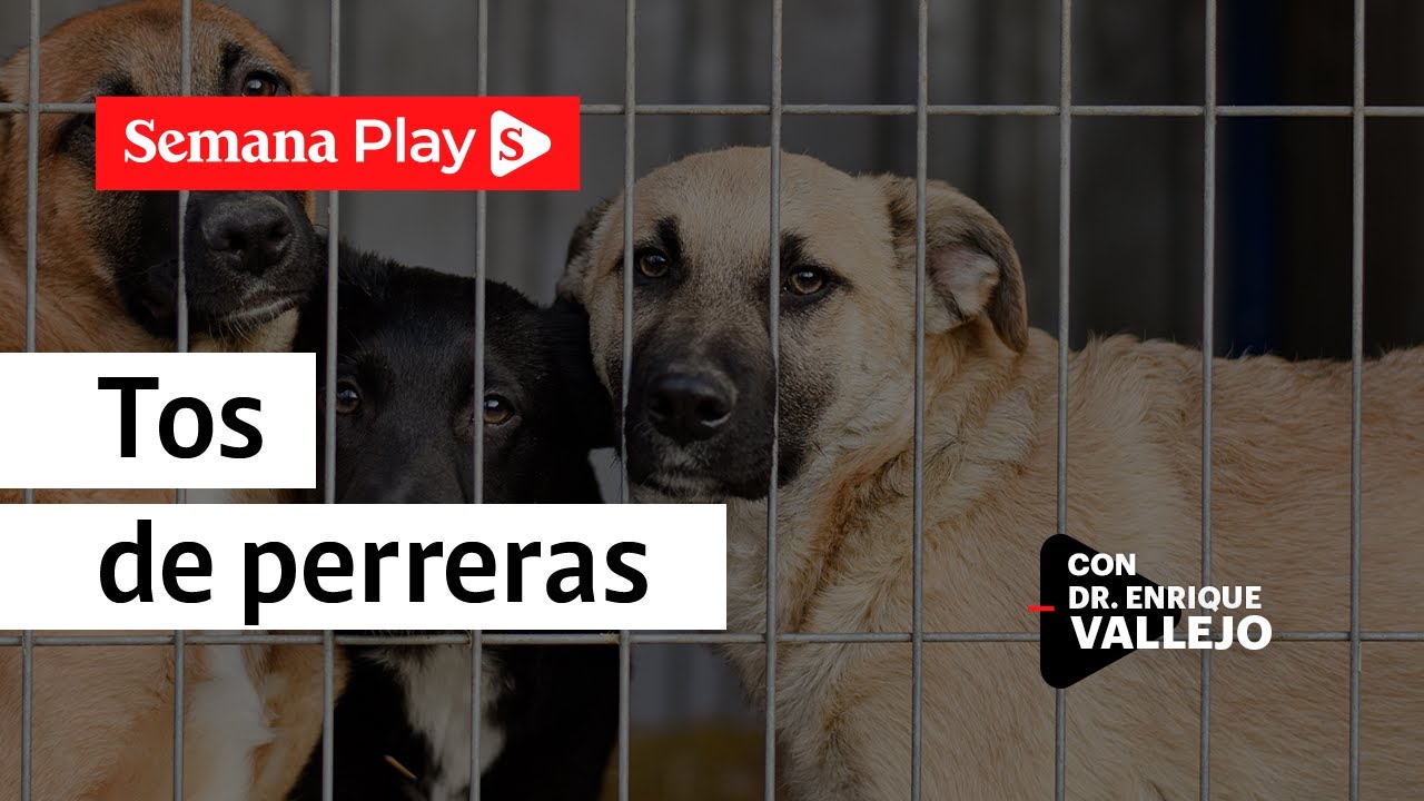 La Tos De Las Perreras Es Mortal En Los Cachorros